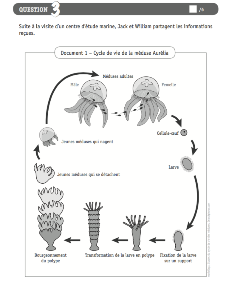 LEV CE1D 2019 QUESTION 3 » Sciences pour les allophones